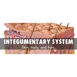 Interpreting Anatomy: Human Integumentary System