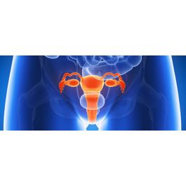 Interpreting Anatomy: Human Reproductive System & Sexual Health